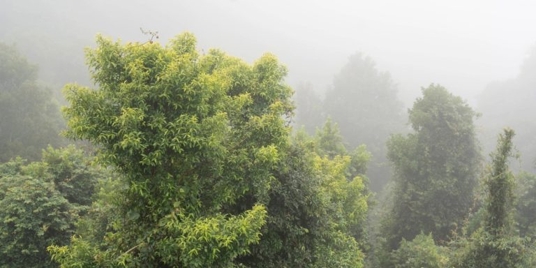 Work begins on 46km Dorrigo Great Escarpment Walk - North Coast Times